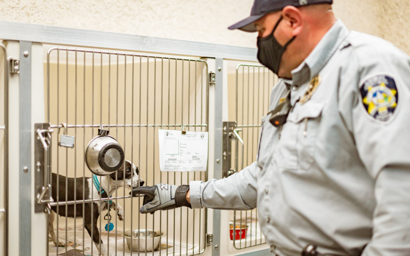 Animal Protection Services